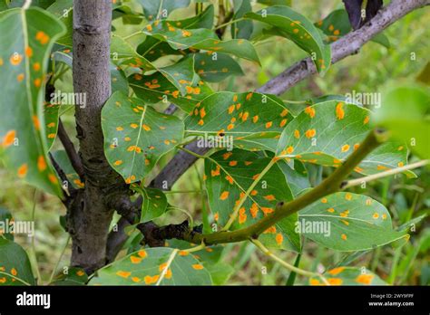 Pear Leaves With Pear Rust Infestation Stock Photo Alamy