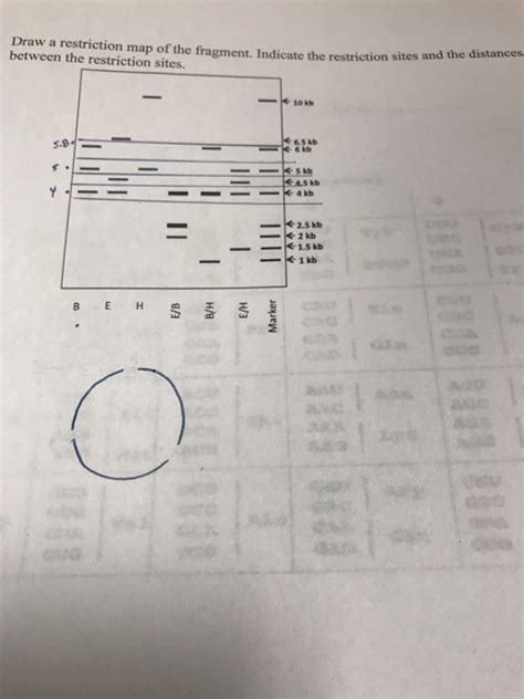 Solved Draw A Restriction Map Of The Fragment Indicate The Chegg Com