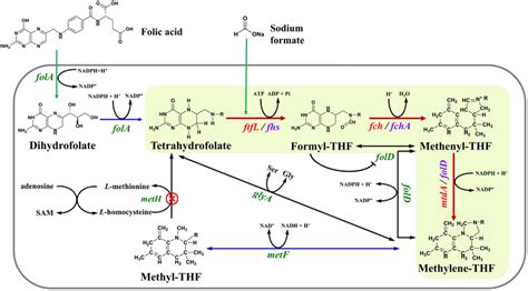 Construction Of An Additional Pathway For The Synthesis Of L‐5‐mthf In Download Scientific