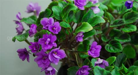 ТОП 10 быстрорастущих комнатных цветов Сад и Огород