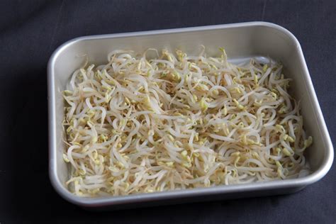 숙주 요리 숙주 샐러드 참깨소스