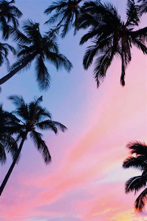 800 Tropical Aesthetic Wallpapers