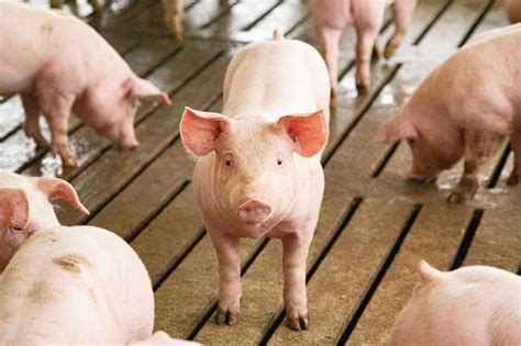 Mycotoxins The Invisible Handicap In Swine