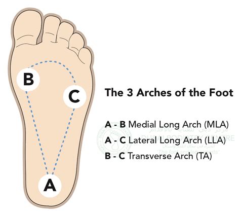 3 Arches Of The Foot Dubai Podiatry Centre