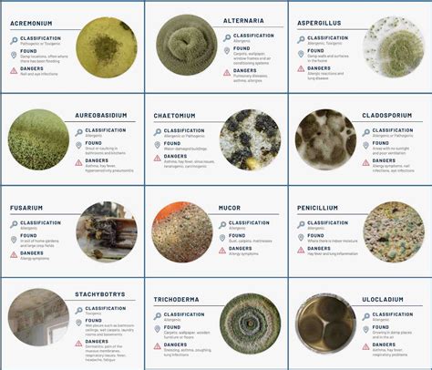 The Biology Of Molds Moulds Classification Characteristics