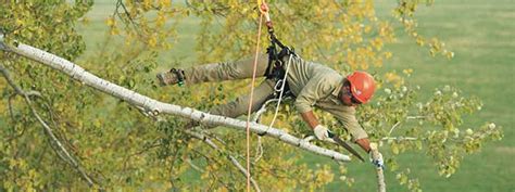 Sunbelt Outdoor Products Arborist Supplies Tree Climbing Gear