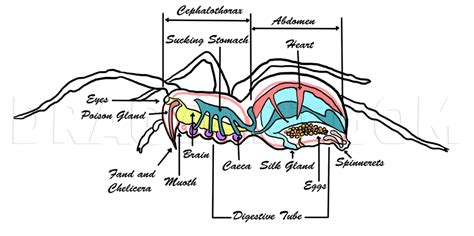 Spider Anatomy Drawing
