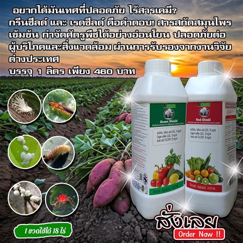 Nawasiamshop ปลูกมันเทศปลอดภัย ไร้สารเคมี ด้วยสารสกัดสมุนไพรแท้ 100 มองหาตัวช่วยกำจัดแมลง