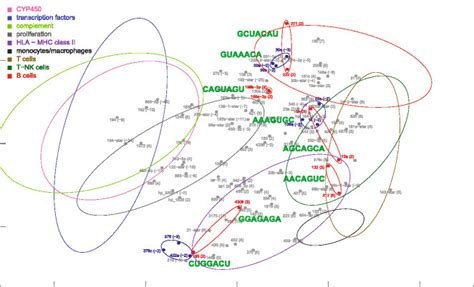 mds mapping of mirnas with the same seed sequence found among mirnas