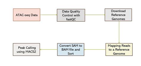 Atac Seq Data Processing And Peak Identification A Detailed Analysis Dr Lopamudra Dey