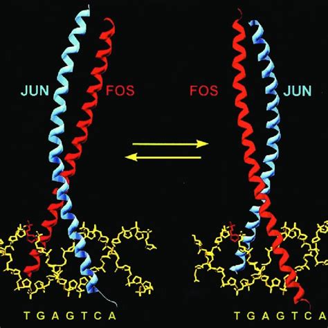 Pdf Close Encounters Of Many Kinds Fos Jun Interactions That Mediate Transcription Regulatory