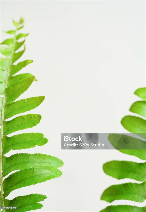 클로즈업 매크로 밝은 녹색 잎 고사리 질감 열대 우림 식물이 흰색 배경에 있습니다 생물학 잎 식물 바탕 화면 배경 무늬 웹 사이트 표지 배경 생태 또는 환경 배너 개념 배경