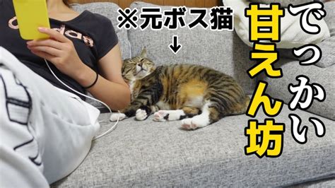 22歳一人暮らし。元ボス猫を家族に迎えたら超ベッタリ甘えん坊になっちゃいました Youtube