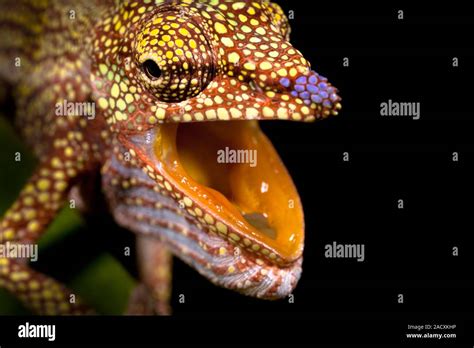 Blue Nosed Chameleon Calumma Boettgeri Photographed In Masoala