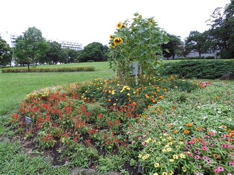 夏の公園 並木彩時記