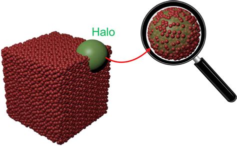 Example Of A Halo Introduced At The Mesoscopic Scale Download Scientific Diagram