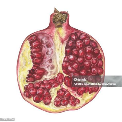 석류 반쪽 씨앗과 빨간 과일의 수채화 식물 그림입니다 고립된 흰색 배경에 손으로 그린 클립 아트입니다 주스 포장 디자인을 위한 음식의 그림 석류석 식물의 그림 건강한