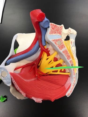 5 Spinal Nerve Plexuses And Nerves Flashcards Quizlet
