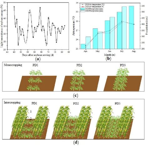 Effects Of Multiple Planting Densities Pd1 17 Pd2 20 And Pd3