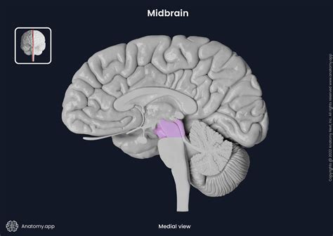 Midbrain Anatomy App