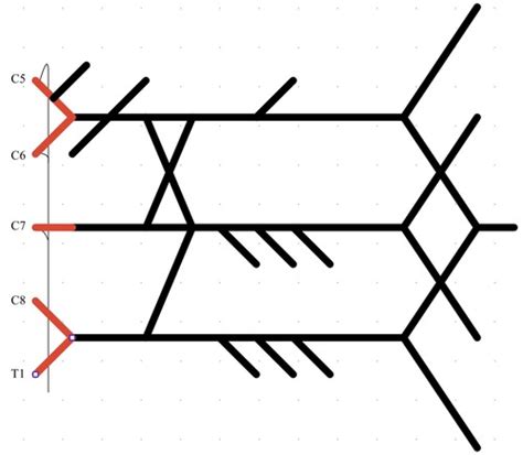 Brachial Plexus Flashcards Quizlet