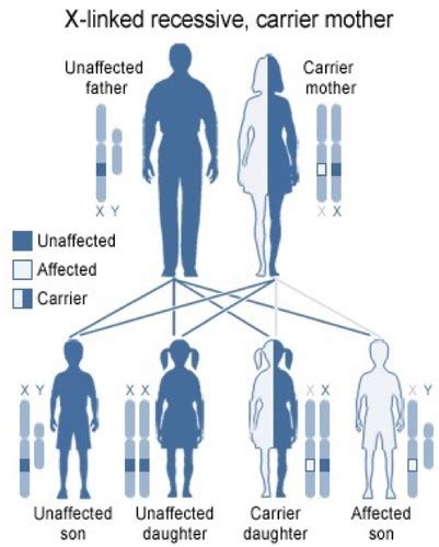 Immunodeficiency Flashcards Quizlet