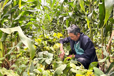 宣威市：玉米套种大豆成效显 复合种植促增收 丽江网