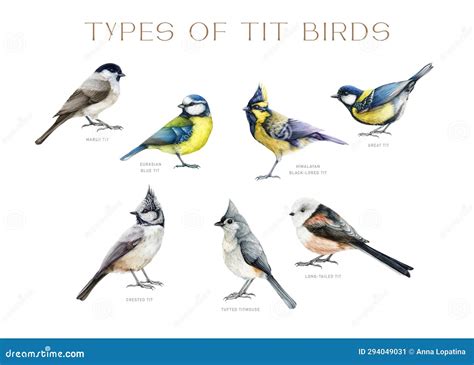 Tit Bird Types Watercolor Illustration Set Hand Drawn Various Forest