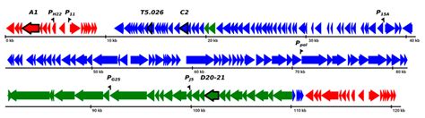 Scheme Of The Phage T5 Genome Phage Genes Are Shown As Colored Arrows Download Scientific
