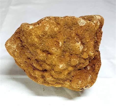 Fossil Sponge Raphidonema From Faringdon Sponge Gravels Lower Cretaceous £20 00 Picclick Uk