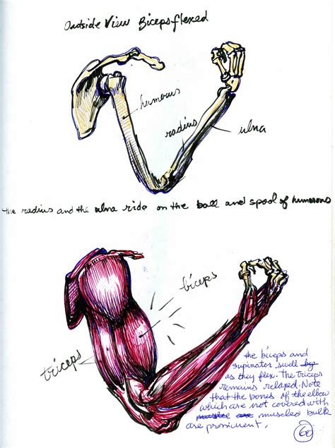 Vince Mancuso Science Of Anatomy