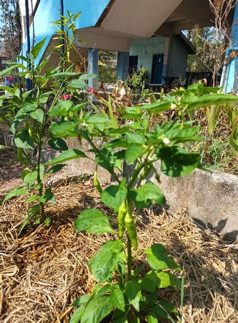 กศน ตำบลหนองสวรรค์ Added A New Photo กศน ตำบลหนองสวรรค์