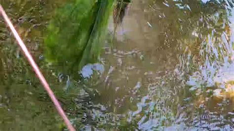 The String Algae On These Plants R Ponds