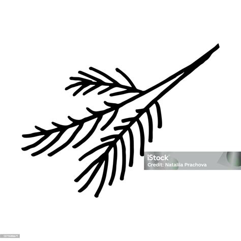 흰색 배경에 고립 된 전나무 나무의 손으로 그린 낙서 가지 수선화 스케치 나뭇가지에 대한 스톡 벡터 아트 및 기타 이미지 나뭇가지 백향목 12월 Istock