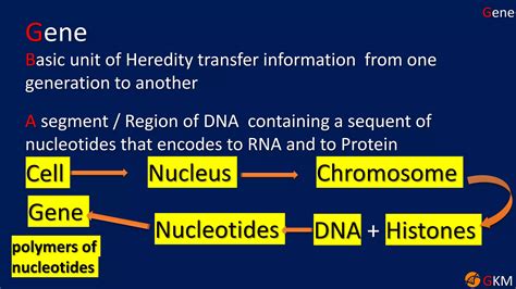 Structure Of Gene PPT