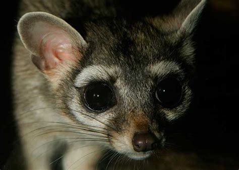 Out In The Field Ringtail Research Curiodyssey