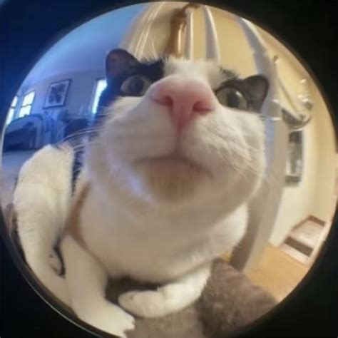 All Purpose Nibits Youtube