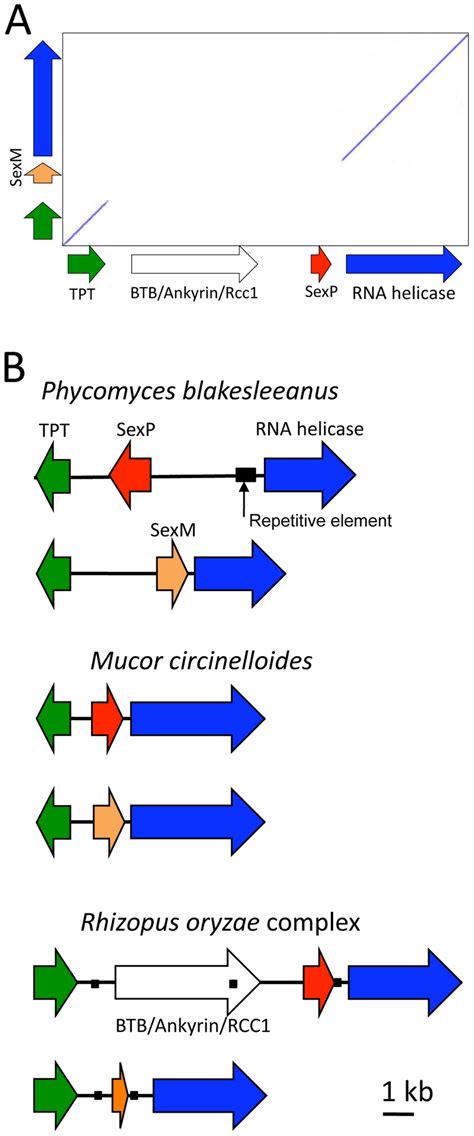 Comparison Of Sex Locus Structure In The Mucorales Mucoromycotina