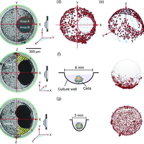 Exploring Synchronousasynchronous Rotation Transition Using A Rotating