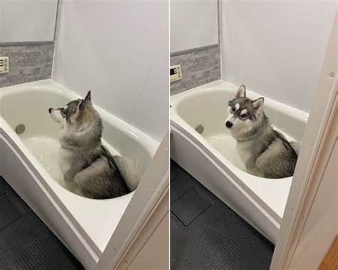 산책 나갔다가 집에 돌아온 시베리안 허스키 강아지가 발 씻기 위해서 한 반전 행동 애니멀 플래닛