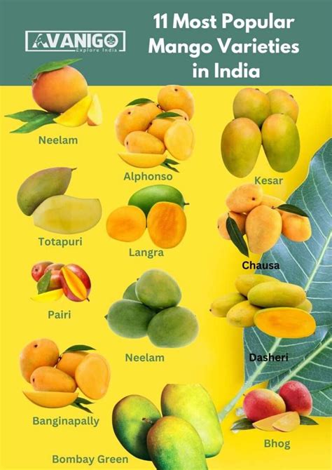 11 Most Popular Mango Varieties In India Avanigo