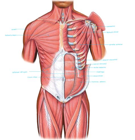 Abdomen And Thorax Muscles Anterior Diagram Quizlet