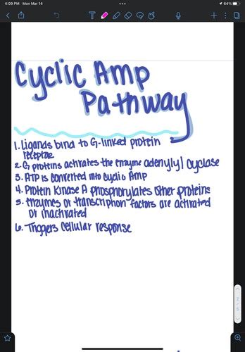 Lecture Exam Flashcards Quizlet