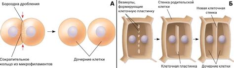Задание №20975 Назовите процесс происходящий в конце митоза и показанный на рисунке Какой