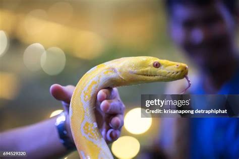 Huge Python Photos And Premium High Res Pictures Getty Images