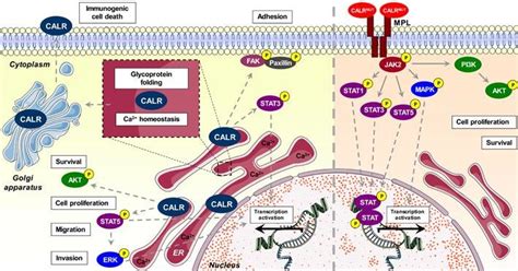 A Potential Model For Calr Network Signaling Left Panel Calr Binds