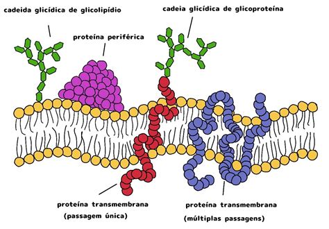 Membrana Celular Artofit