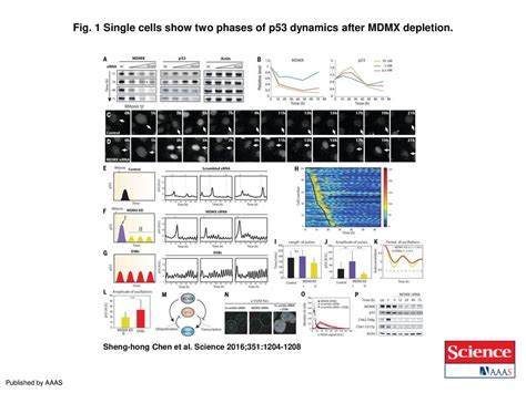 Schedule Dependent Interaction Between Anticancer Treatments Ppt Download