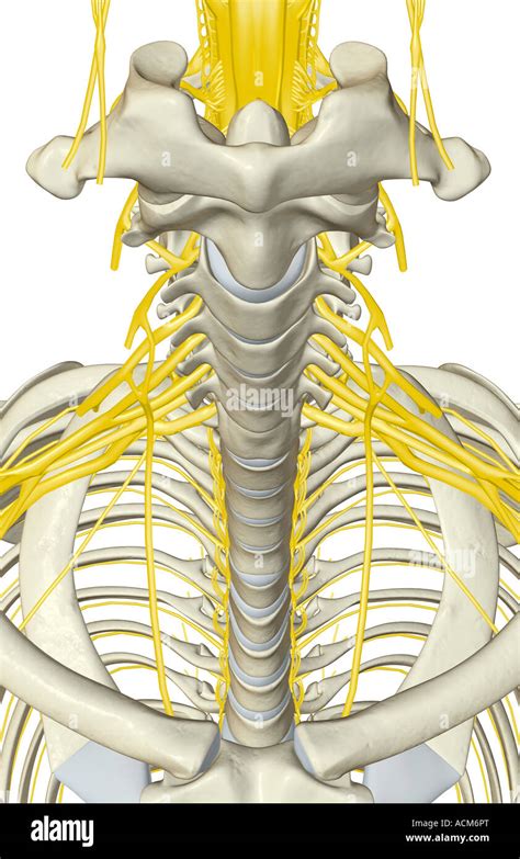 Thoracodorsal Nerve Course Functions Teachmeanatomy