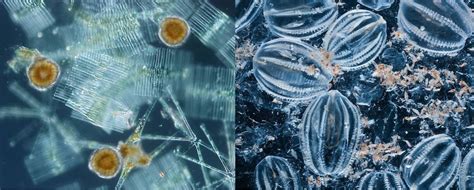 Phytoplankton Plants Examples
